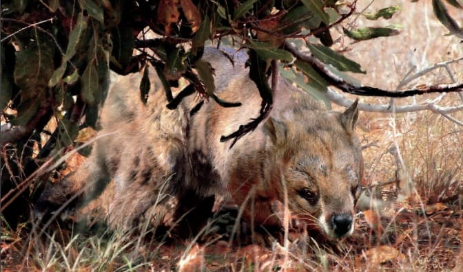 Enciclopedia de los Mamíferos fósiles en Chile :: Mesozoico Chileno