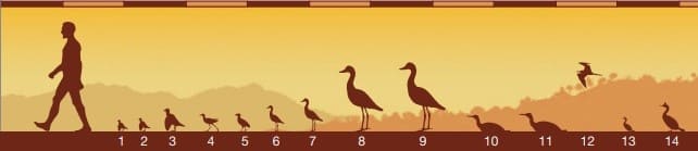 Enciclopedia de los Dinosaurios en Chile :: Mesozoico Chileno